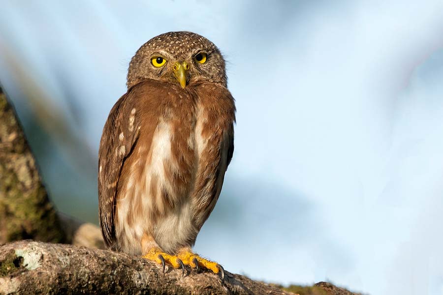 Birds of Belize: 20 Cool Species (You Must See)