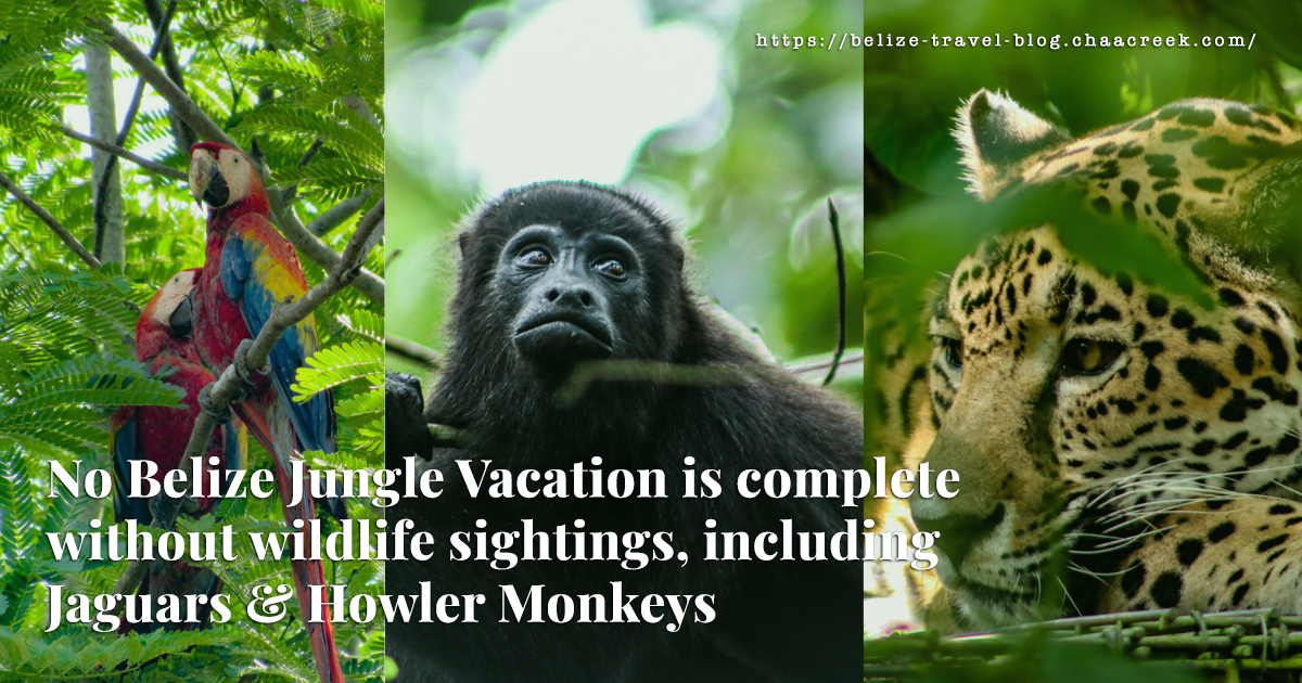 No Belize Jungle Vacation is complete without wildlife sightings ...